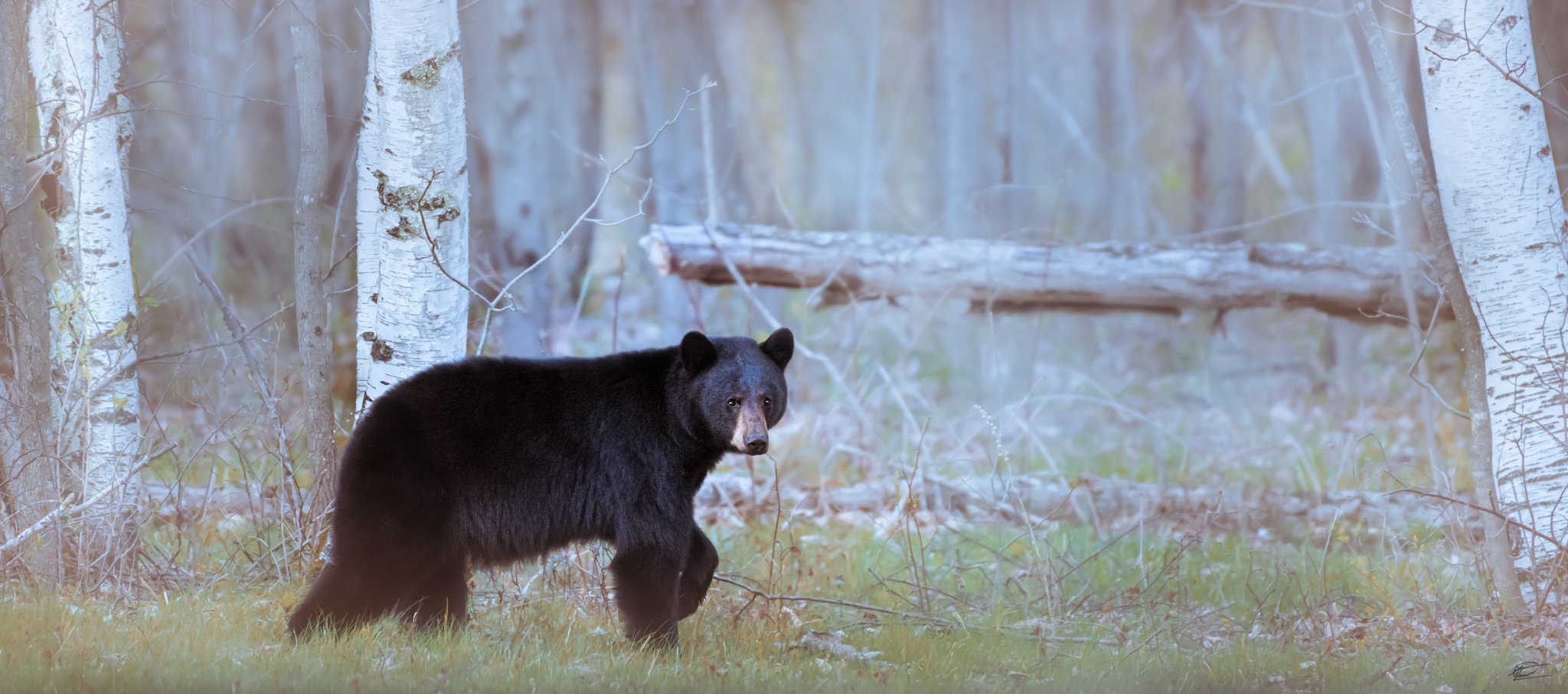 What bears eat - Shaun Terhune Photography