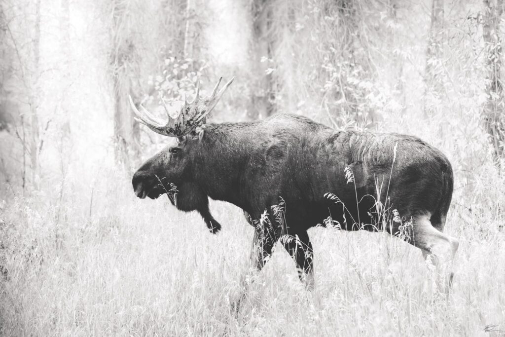 Moose on the Move - Shaun Terhune Photography