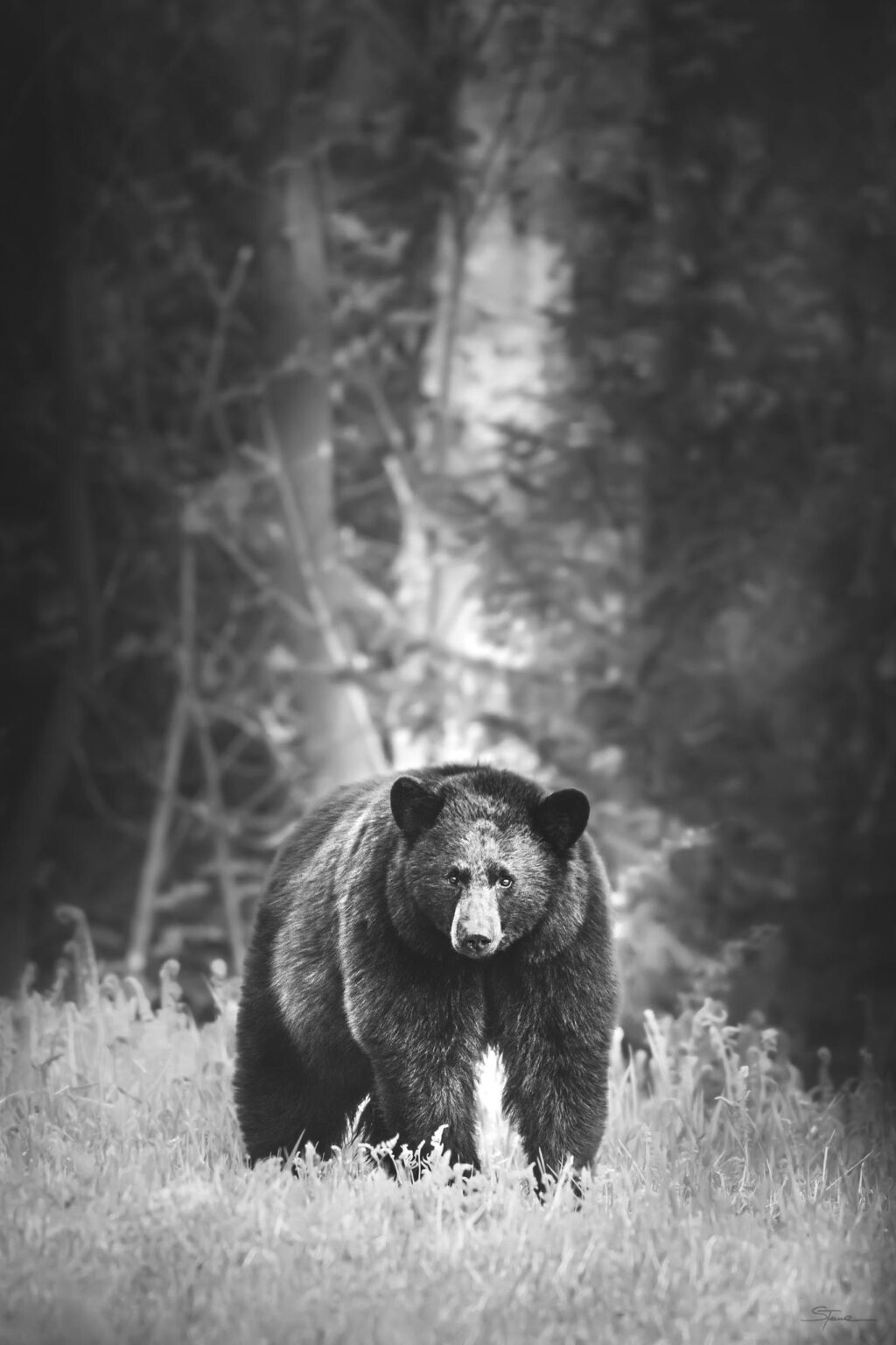 All Photography Archives - Shaun Terhune Photography